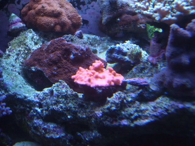 montipora setosa | Reef2Reef