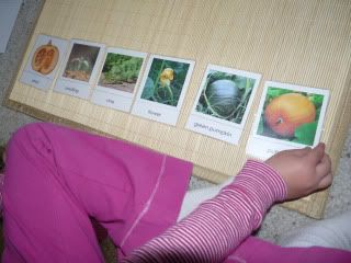 Pumpkin life cycle sequencing cards | The Wonder Years
