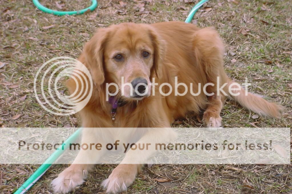 Lets go outside.. | Puppy Forum and Dog Forums