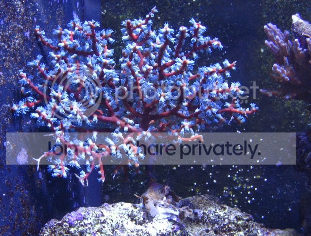 Feeding a Blueberry Gorgonian? - Reef Central Online Community