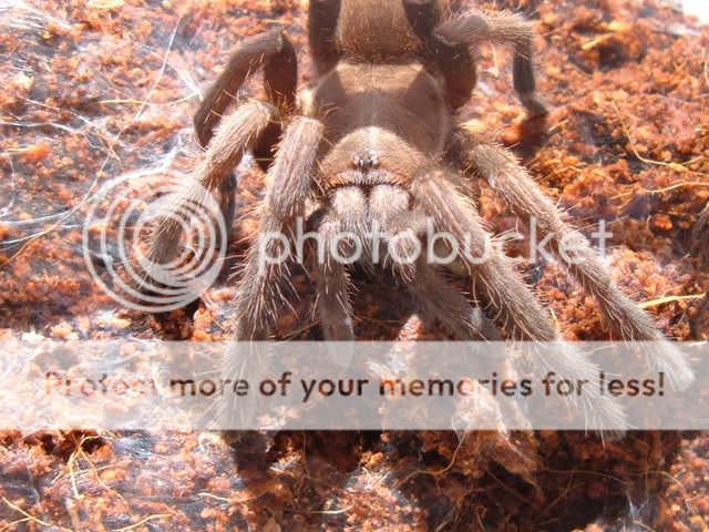 Phlogius sp. "Goliath" | Aussie Pythons & Snakes Forum