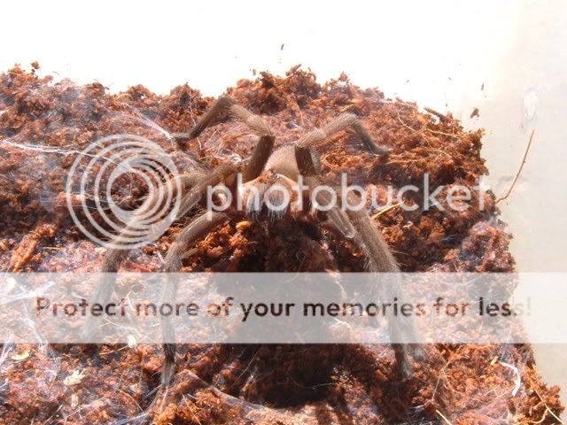 Phlogius sp. "Goliath" | Aussie Pythons & Snakes Forum