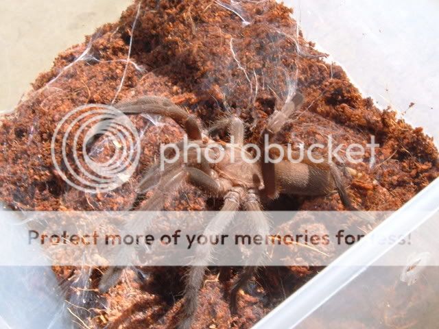 Phlogius sp. "Goliath" | Aussie Pythons & Snakes Forum