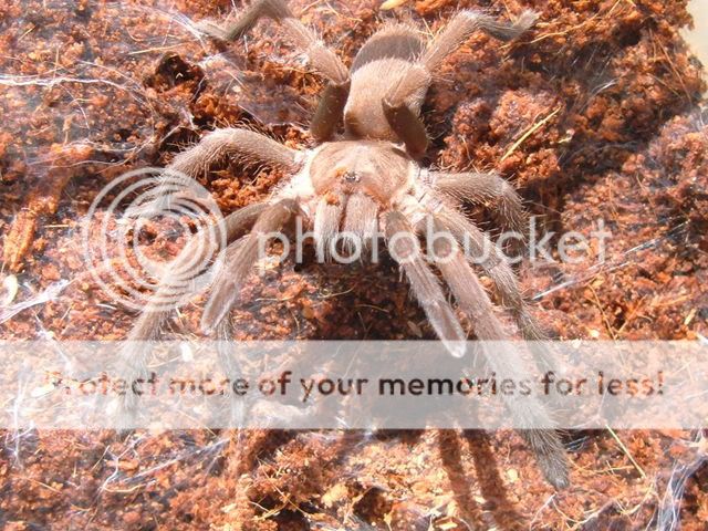 Phlogius sp. "Goliath" | Aussie Pythons & Snakes Forum