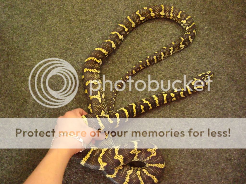 adult jungle carpet python pair | Reptile Forums