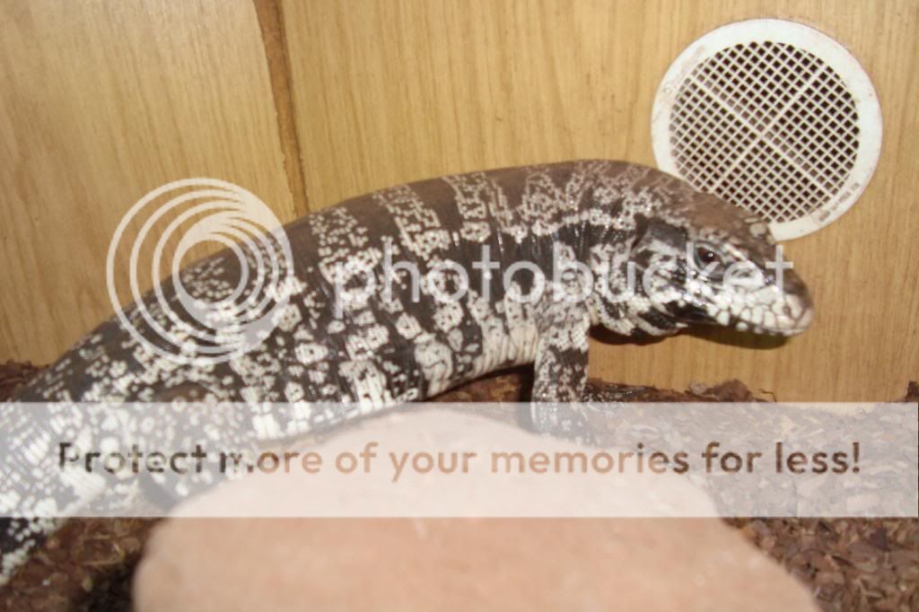 E Midlands - monitor and tegu availability (with pics) | Reptile Forums