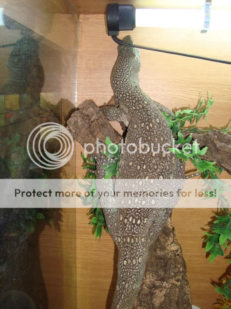 E Midlands - monitor and tegu availability (with pics) | Reptile Forums