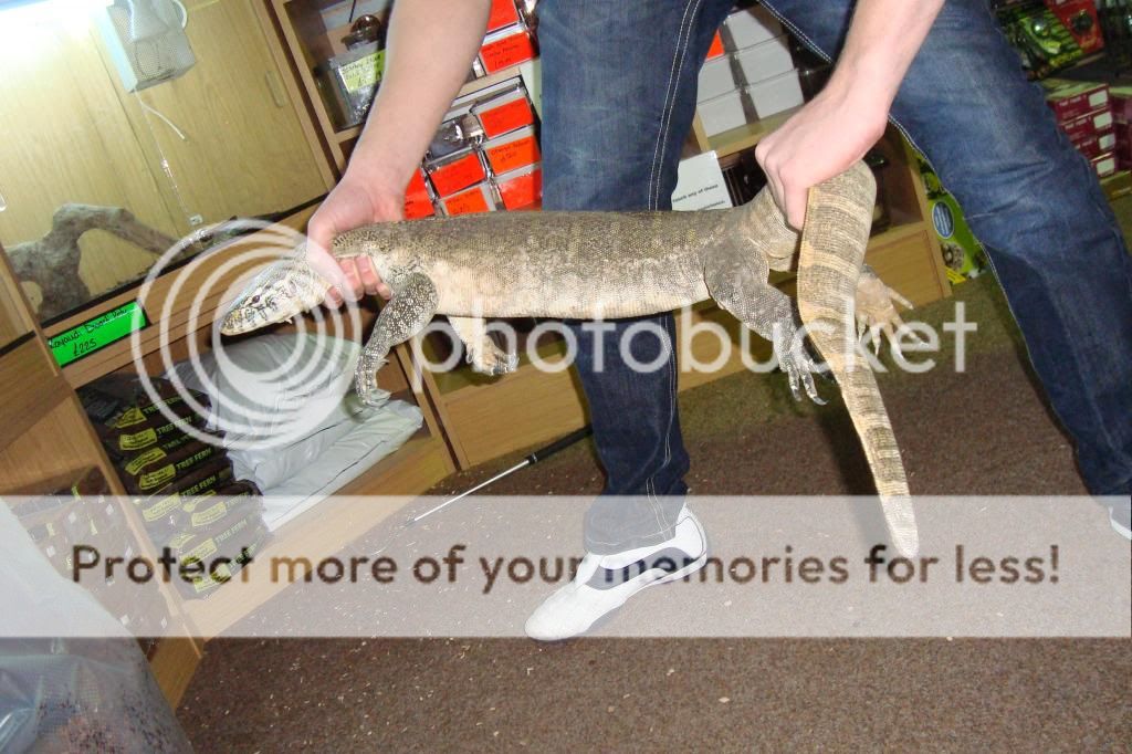 E Midlands - monitor and tegu availability (with pics) | Reptile Forums