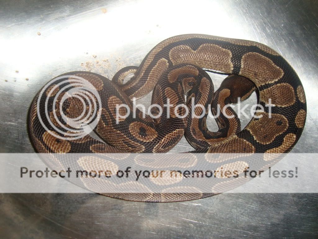 various weight female royal pythons (delivery available) | Reptile Forums