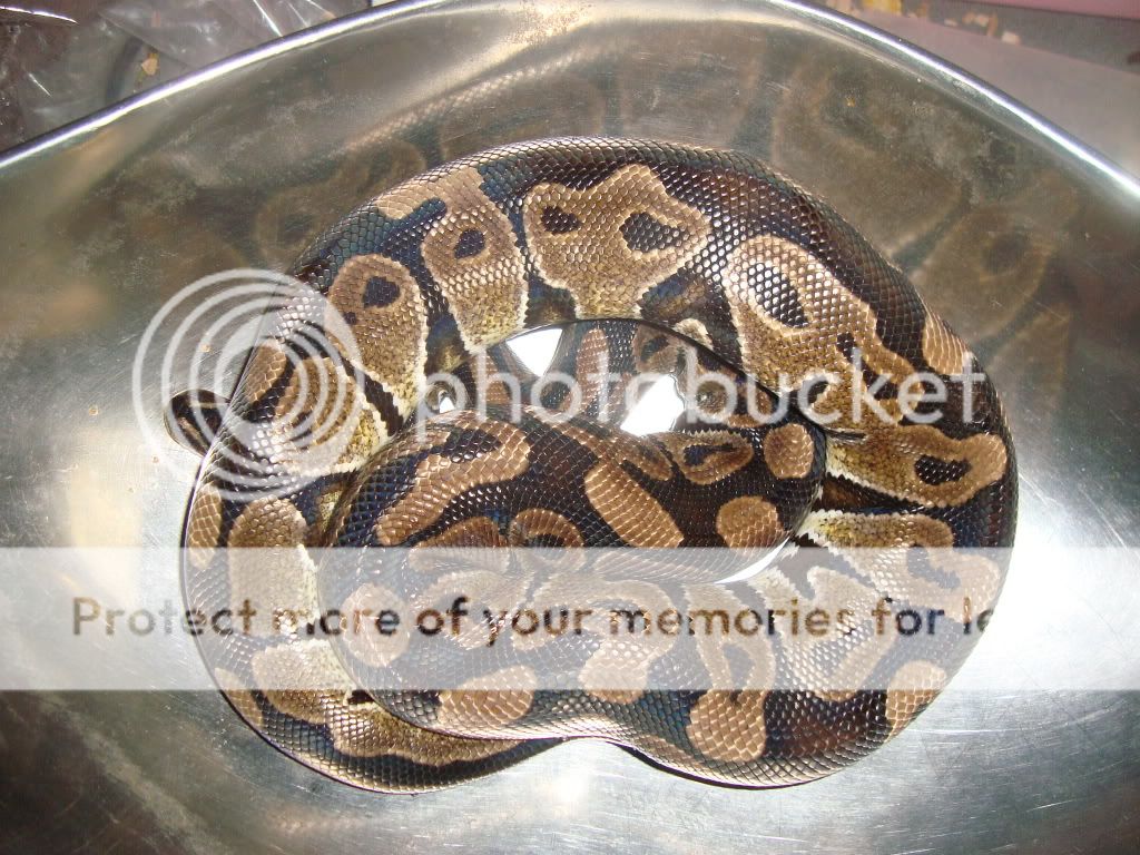 various weight female royal pythons (delivery available) | Reptile Forums