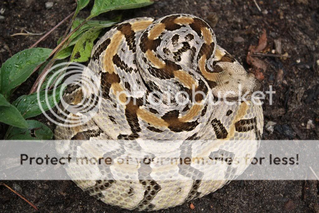 Kentucky 2010 - Field Herp Forum