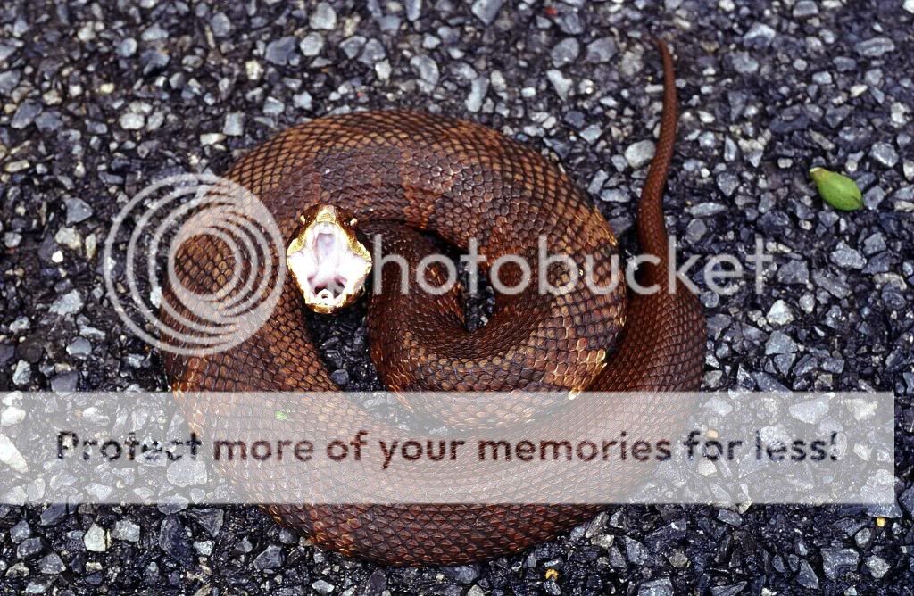 Kentucky 2010 - Field Herp Forum