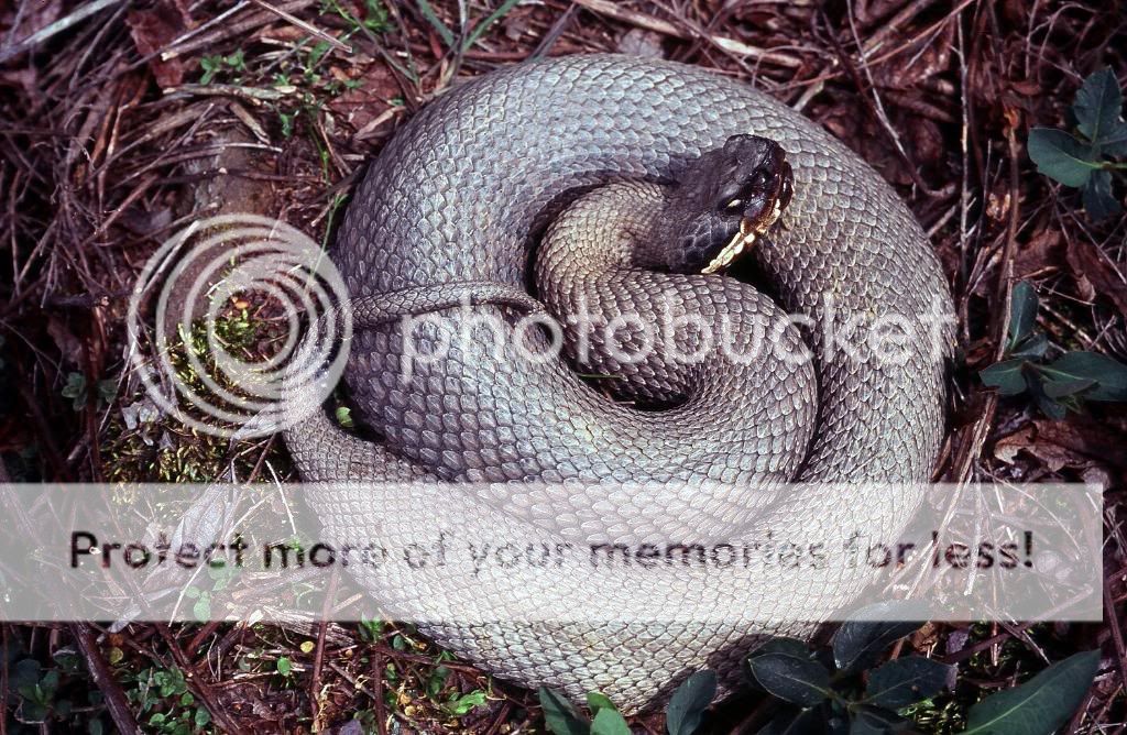 Kentucky 2010 - Field Herp Forum