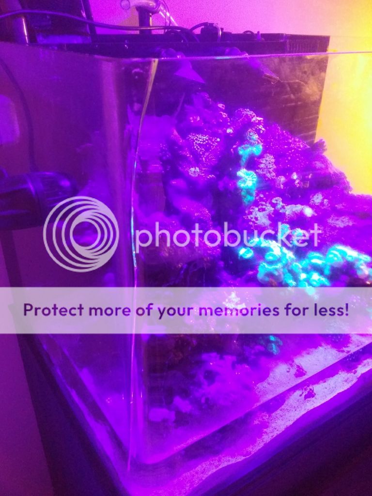 JBJ 45 Gallon Rimless Tank Burst, Help Please | Michigan Reefers