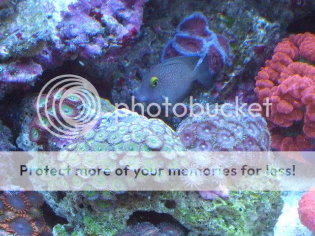 Spotted yellow eye, Kole tang. | Reef2Reef