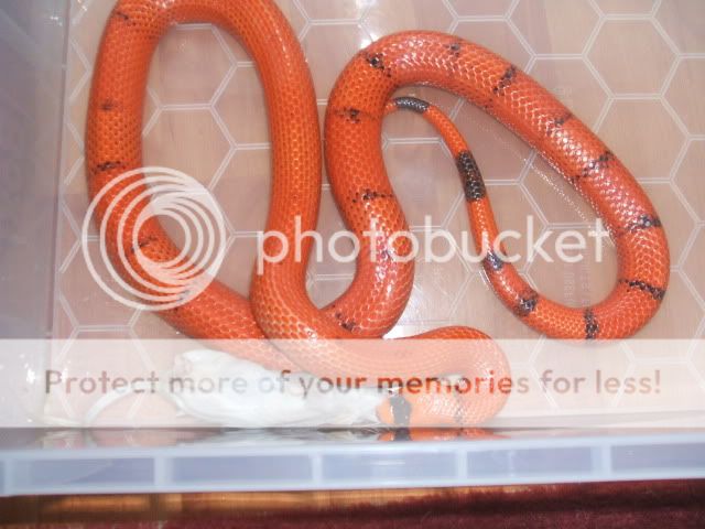 milkshake ! whats your fave flavour :D | Reptile Forums