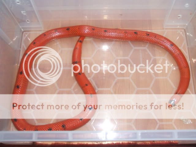 milkshake ! whats your fave flavour :D | Reptile Forums