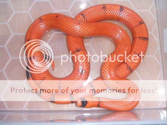 milkshake ! whats your fave flavour :D | Reptile Forums