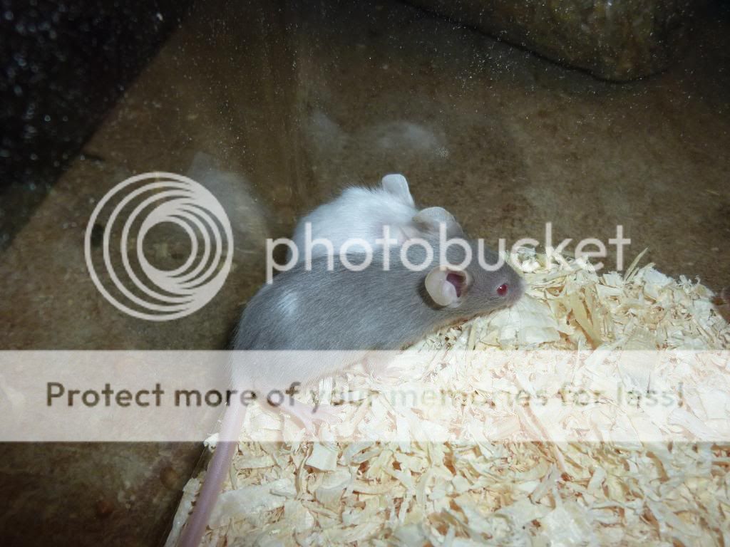 dove and tan satin maybe | Pet Mice Forum