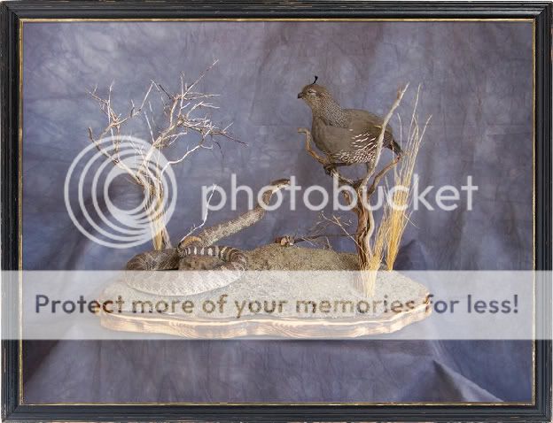 Cool snake mounts | IFish Fishing Forum