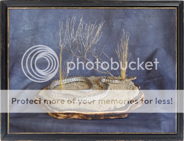 Cool snake mounts | IFish Fishing Forum