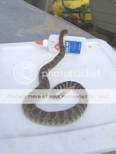 Cool snake mounts | IFish Fishing Forum