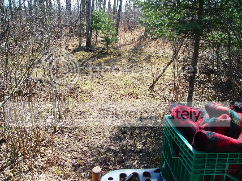 Small, Woodland Plot Progression | Archery Talk Forum