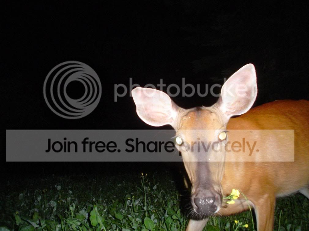 Enjoying The Frigid Forage Plot | Archery Talk Forum