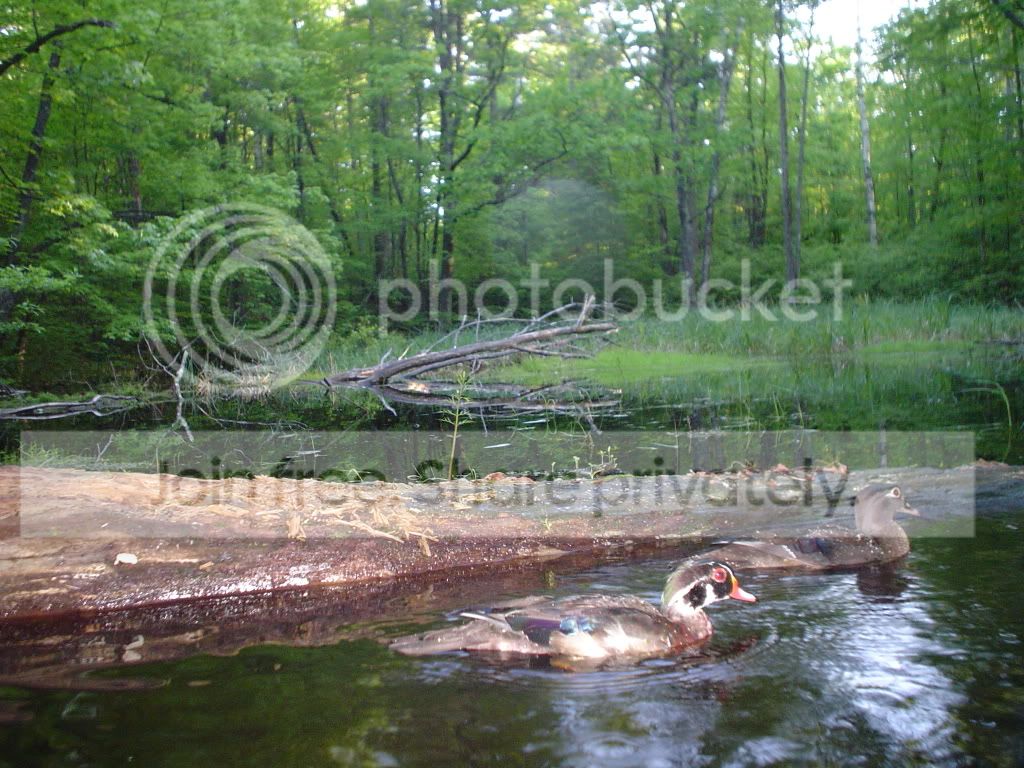 The Log | Archery Talk Forum