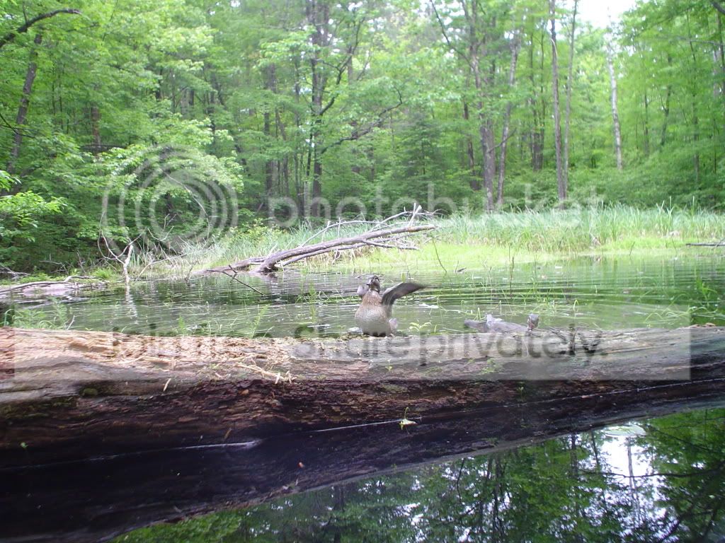 The Log | Archery Talk Forum