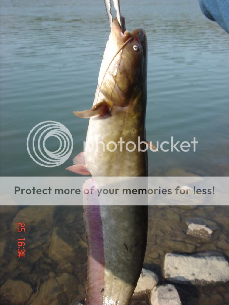 Some of the other fish I've caught in Korea