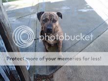 Front end rattling over bumps... | Charger Forums